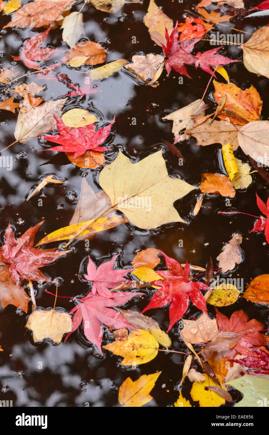 American Tulip Maple Liriodendron Tulipifera High Resolution Stock ...