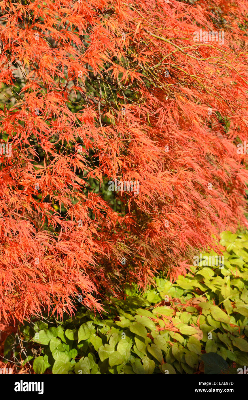 Japanese maple (Acer palmatum 'Dissectum Garnet' Stock Photo - Alamy