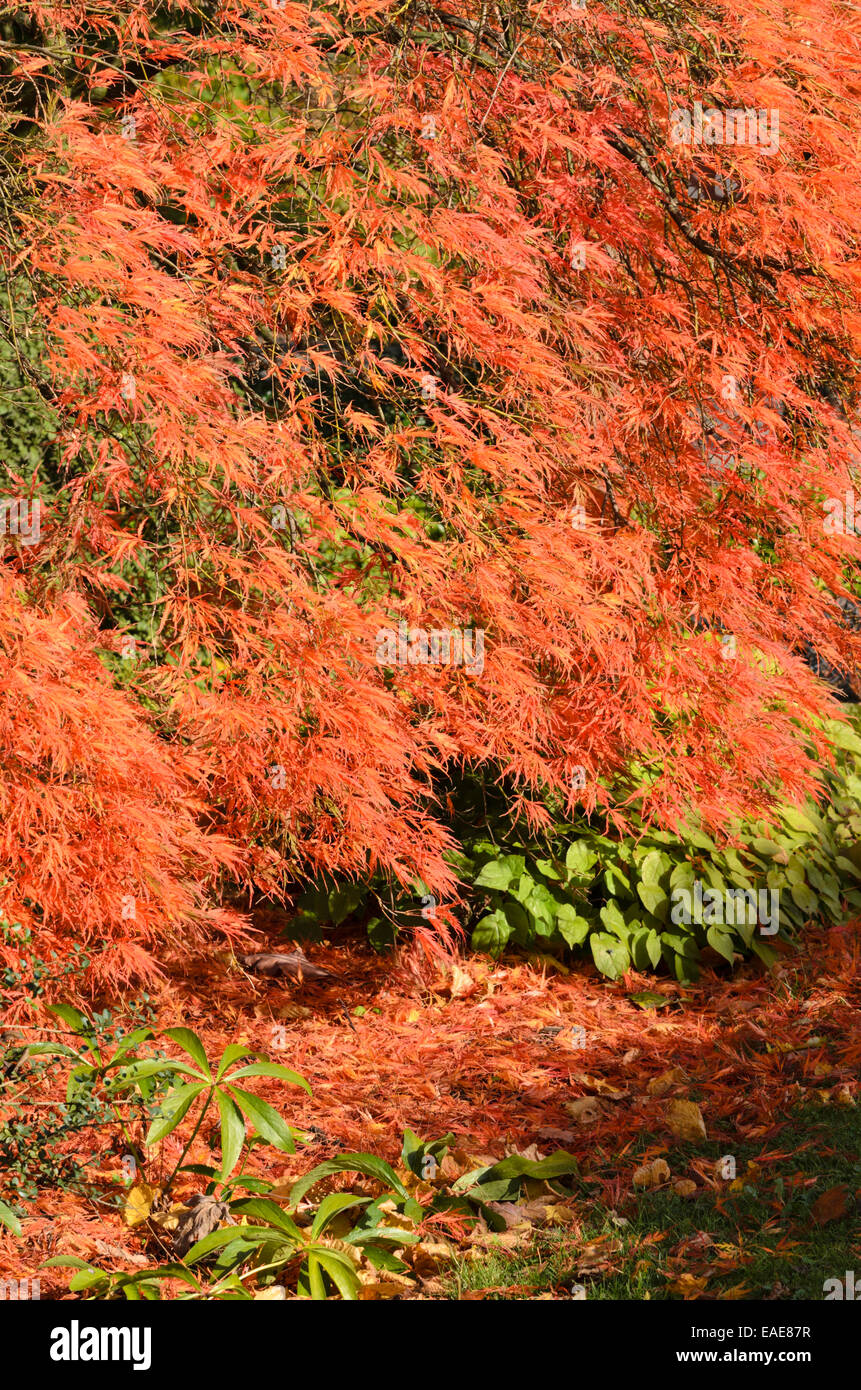 Japanese maple (Acer palmatum 'Dissectum Garnet' Stock Photo - Alamy