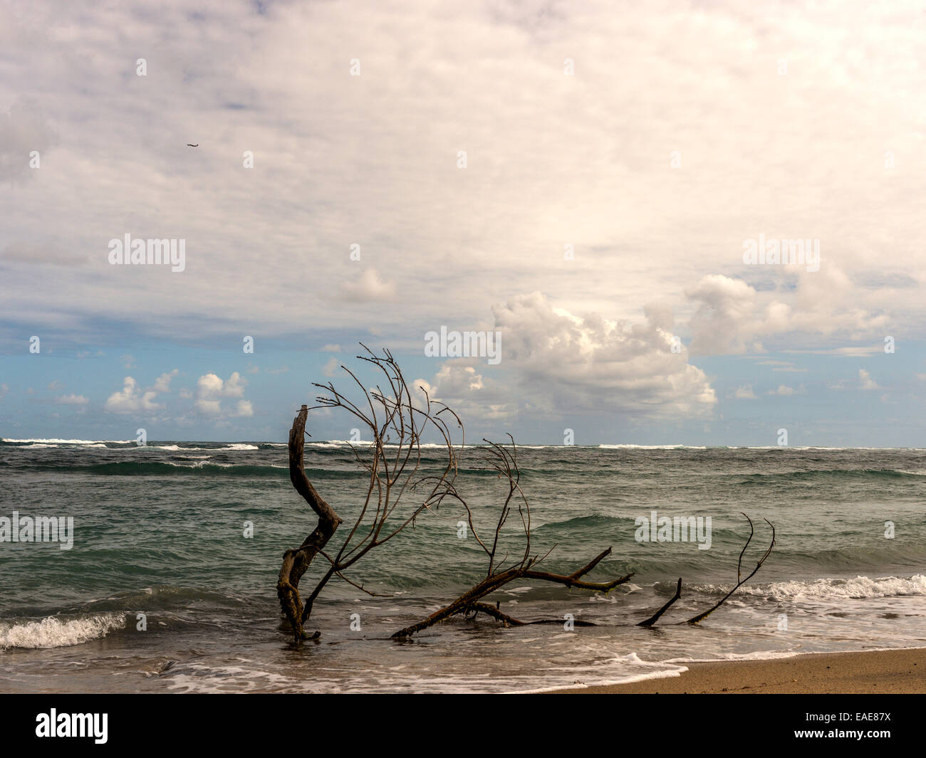 Caribbean Beach Seascape,depicting large driftwood with extended ...