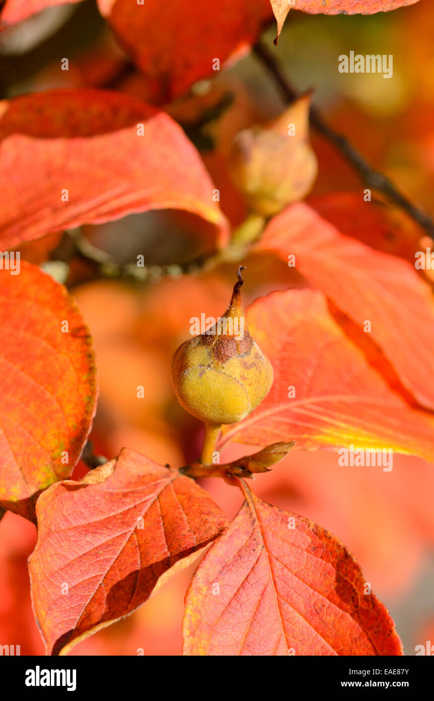 Stewartia pseudocamellia hi-res stock photography and images - Alamy