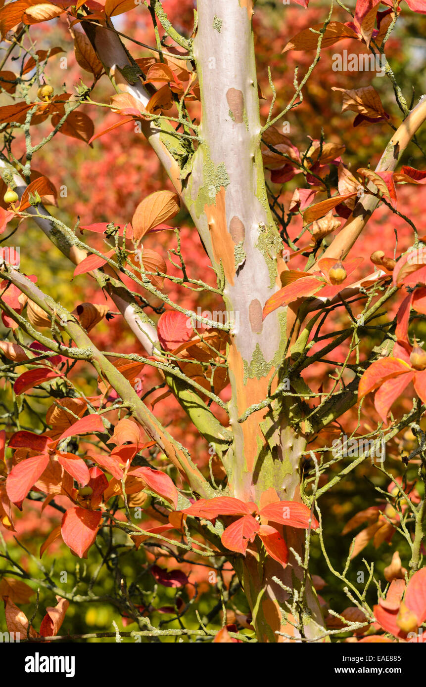 Japanese stewartia (Stewartia pseudocamellia Stock Photo - Alamy