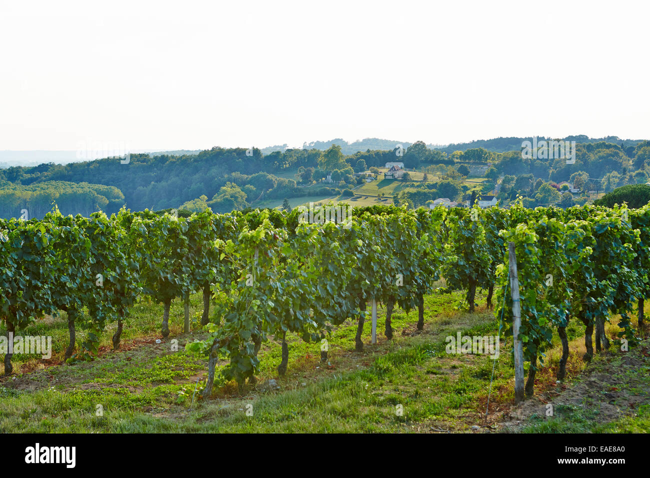 Wine-growing region of the Dordogne, Bergerac, Dordogne, Aquitanien ...