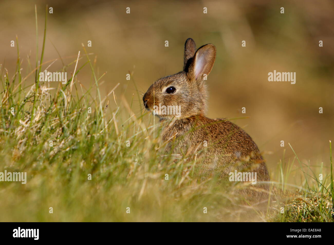 Feral Domestic Rabbit (Oryctolagus cuniculus forma domestica), East ...
