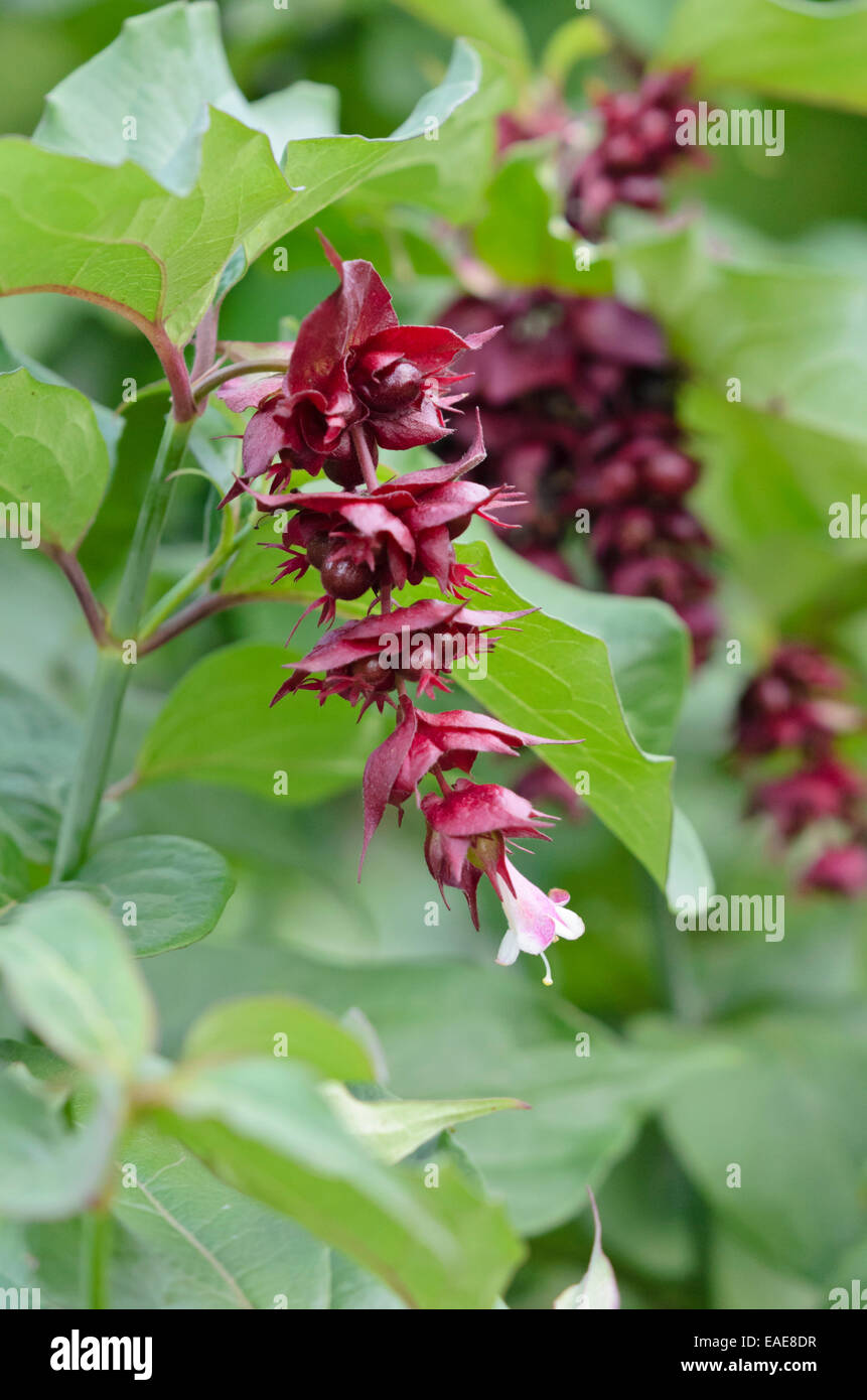 Himalayan honeysuckle (Leycesteria formosa Stock Photo - Alamy