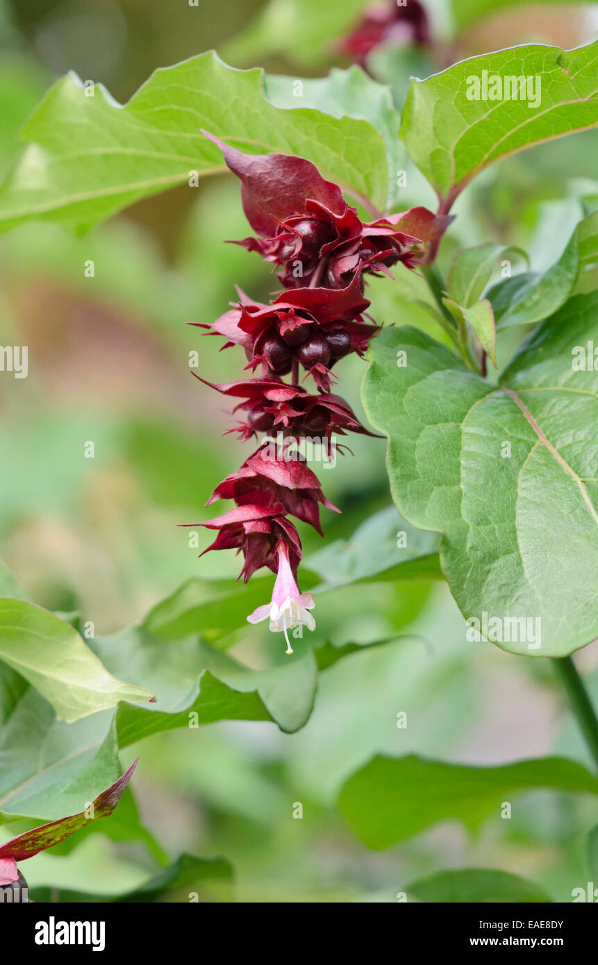 Himalayan honeysuckle (Leycesteria formosa Stock Photo - Alamy