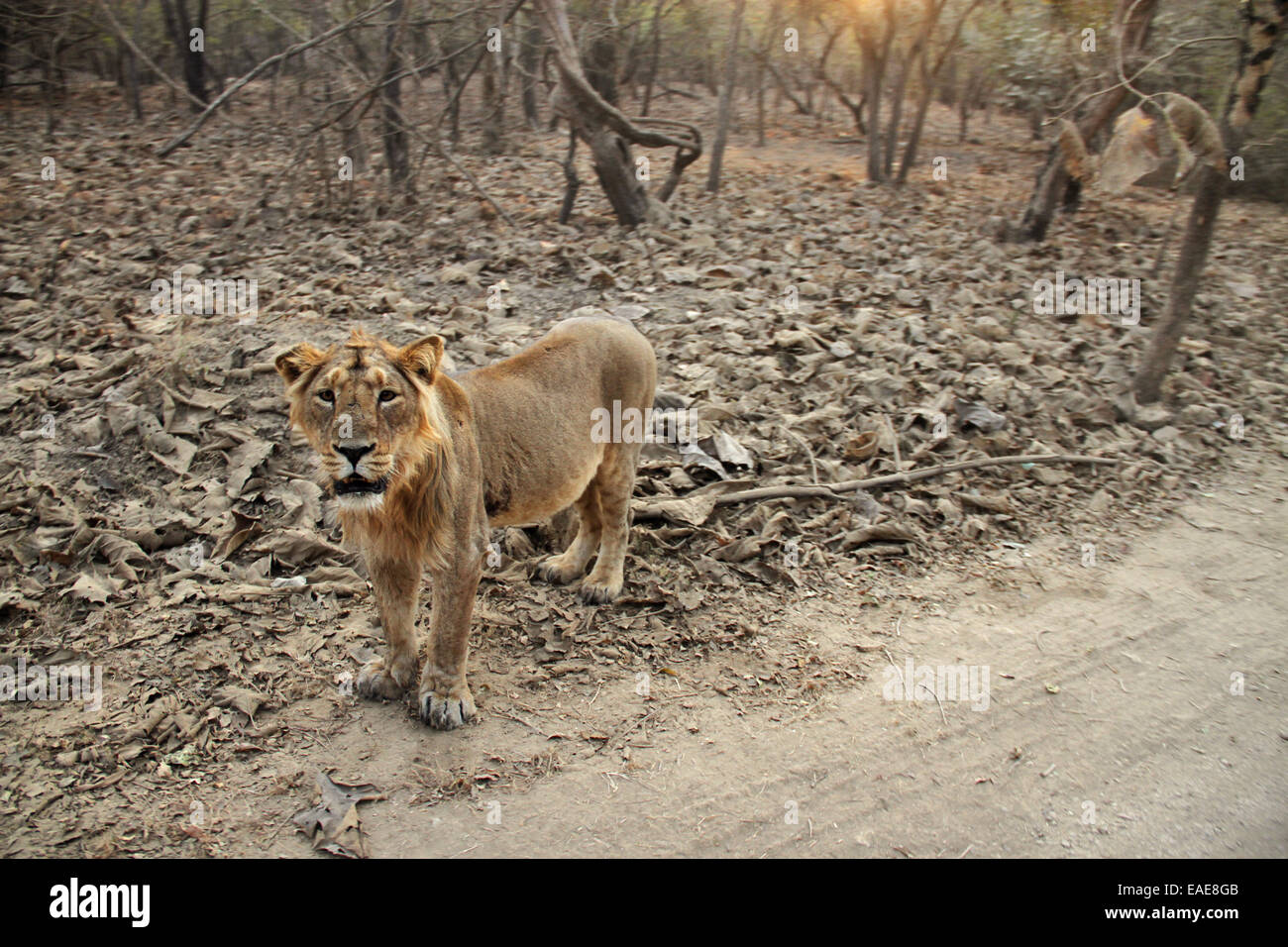 Gir forest hi-res stock photography and images - Alamy