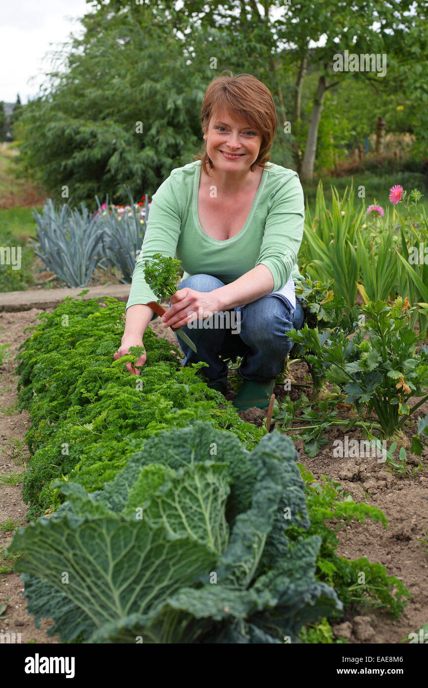 Cabbage plants hi-res stock photography and images - Alamy