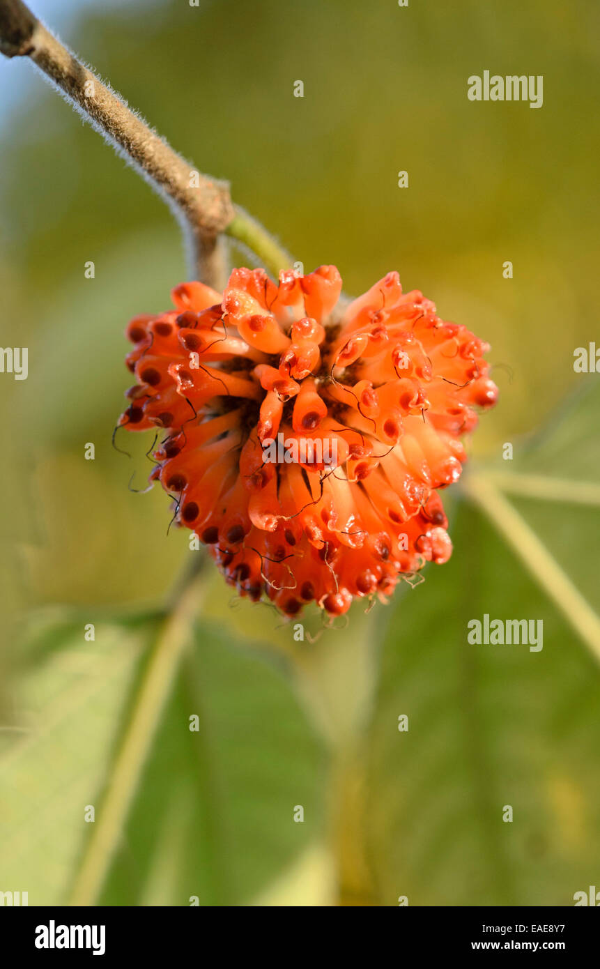 Broussonetia hi-res stock photography and images - Alamy