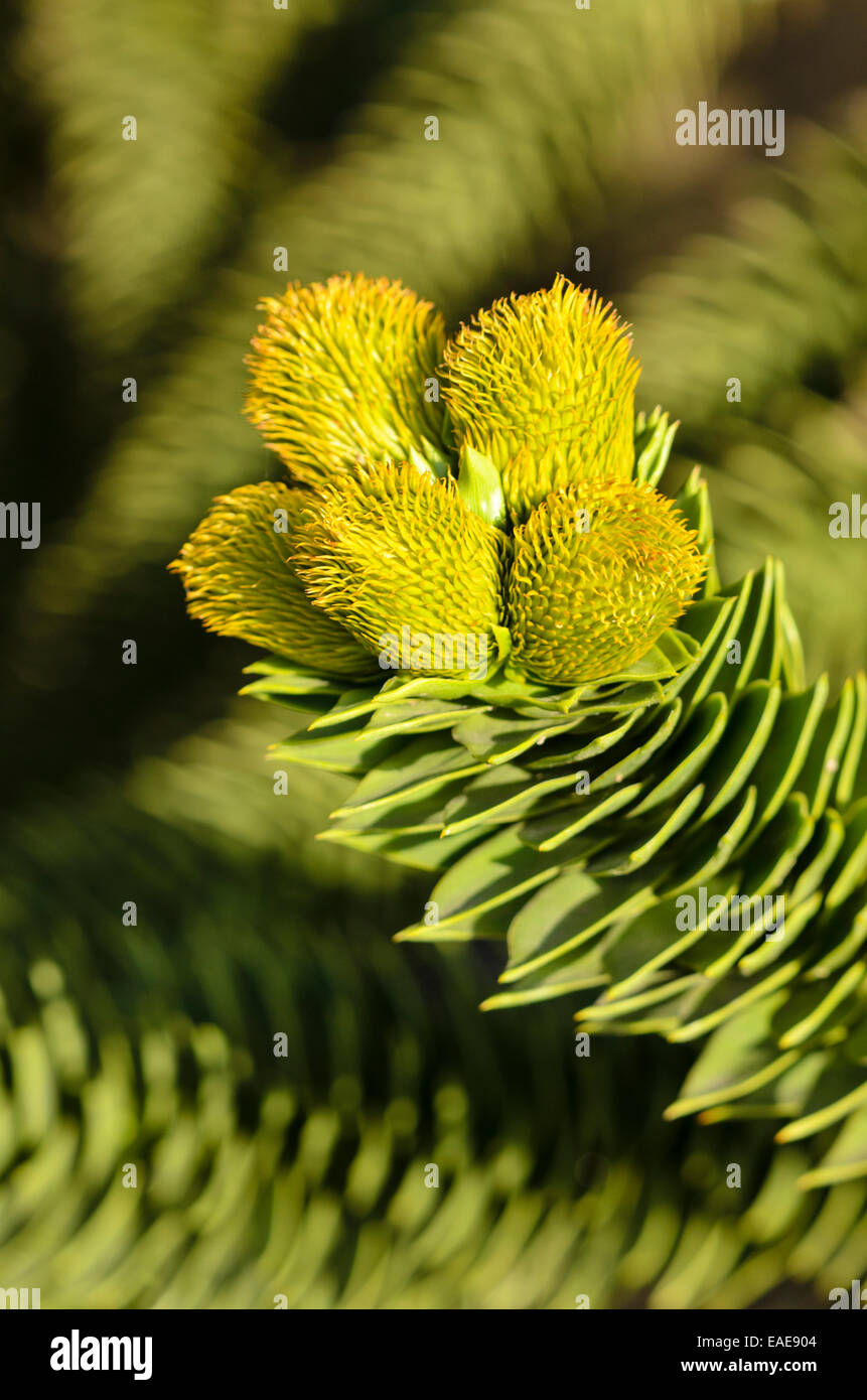 Araucaria araucana flower hi-res stock photography and images - Alamy