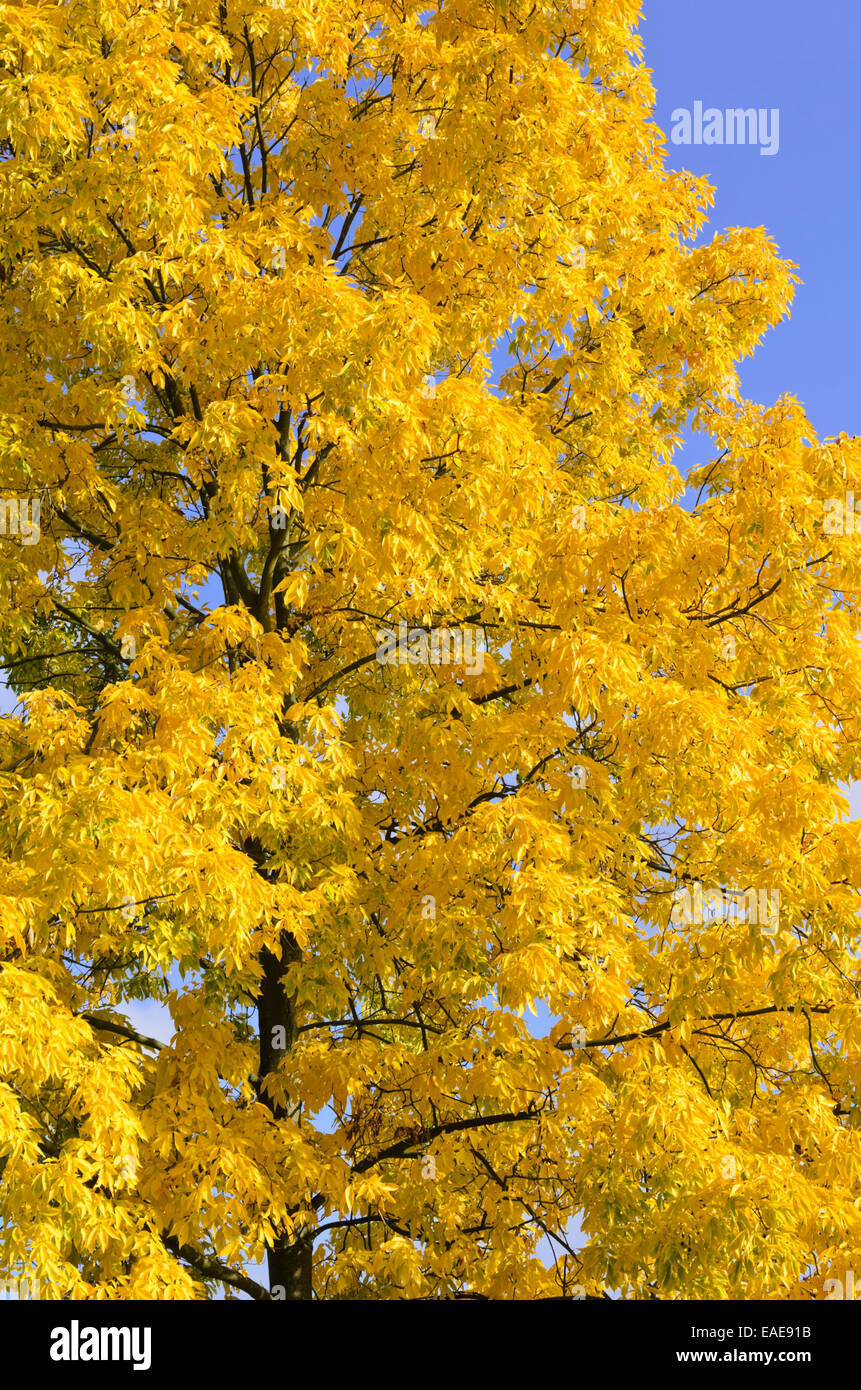 Shagbark Hickory Fall Color at Donald Blanton blog