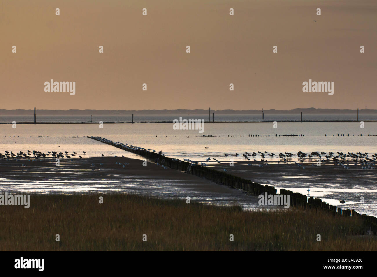 Resting Birds In Tidal Sea Stock Photo - Alamy