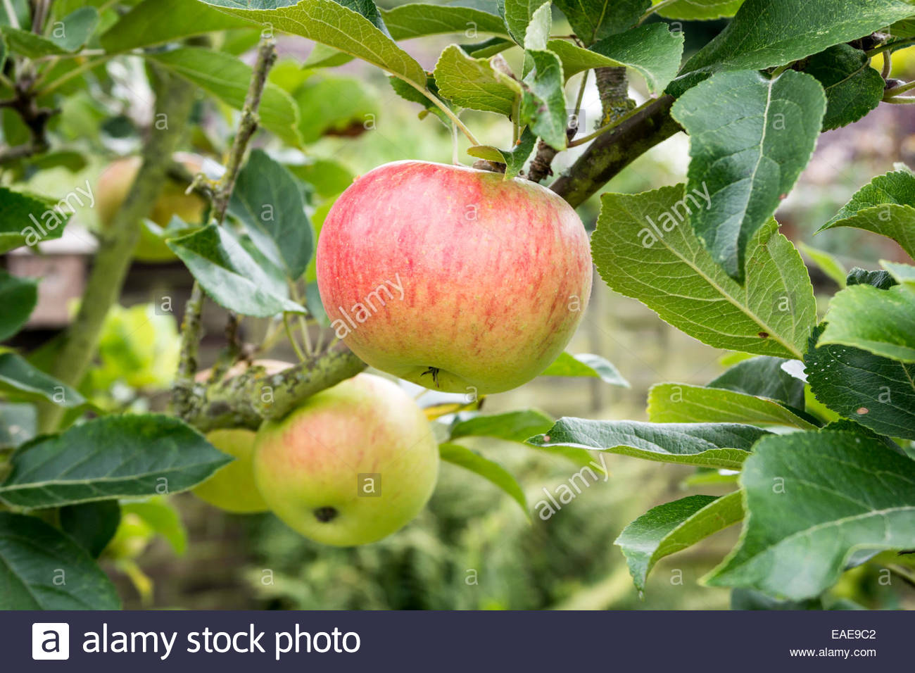 Pippin Apple Tree High Resolution Stock Photography and Images - Alamy