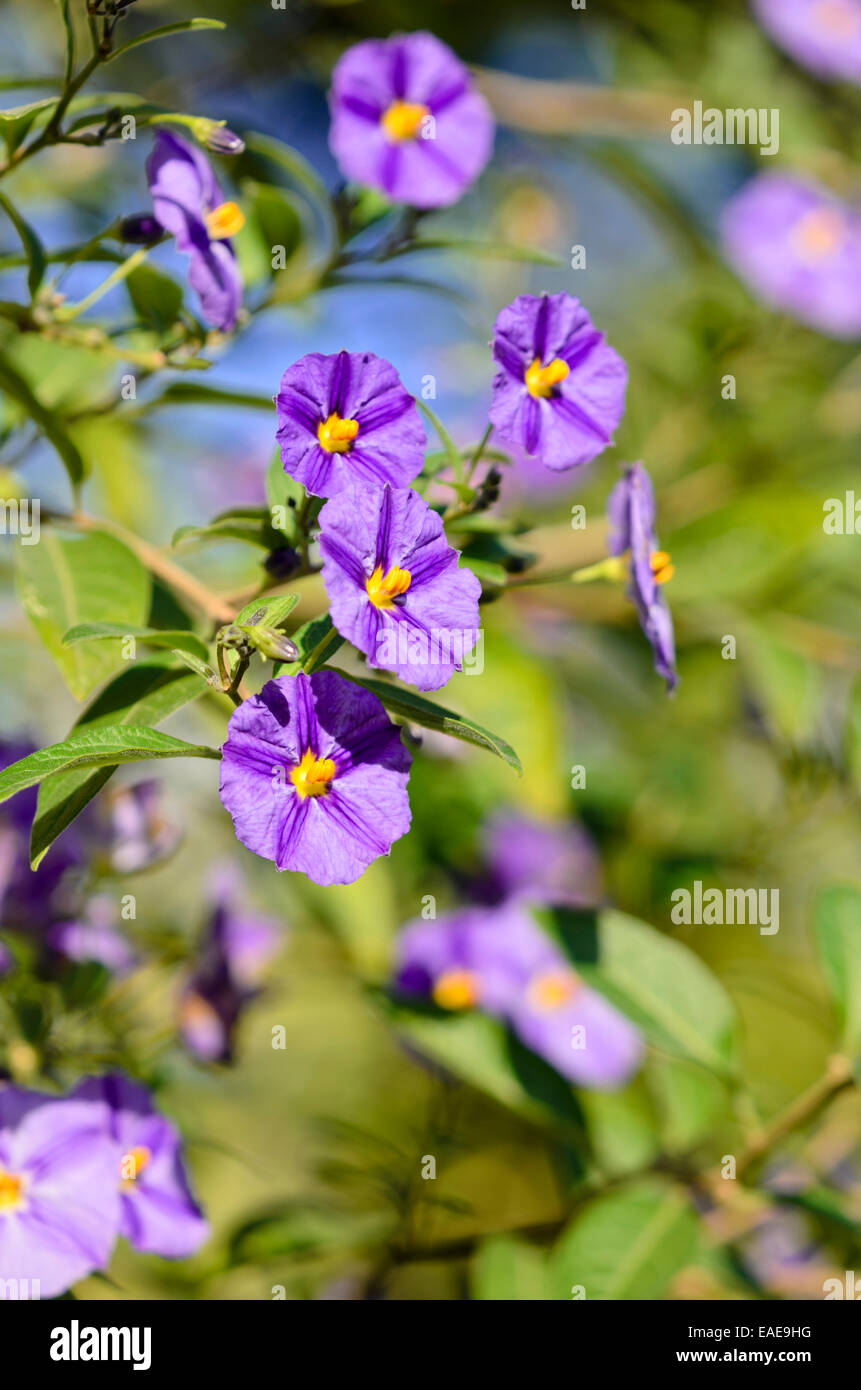 Blue potato bush (Lycianthes rantonnetii syn. Solanum rantonnetii Stock ...