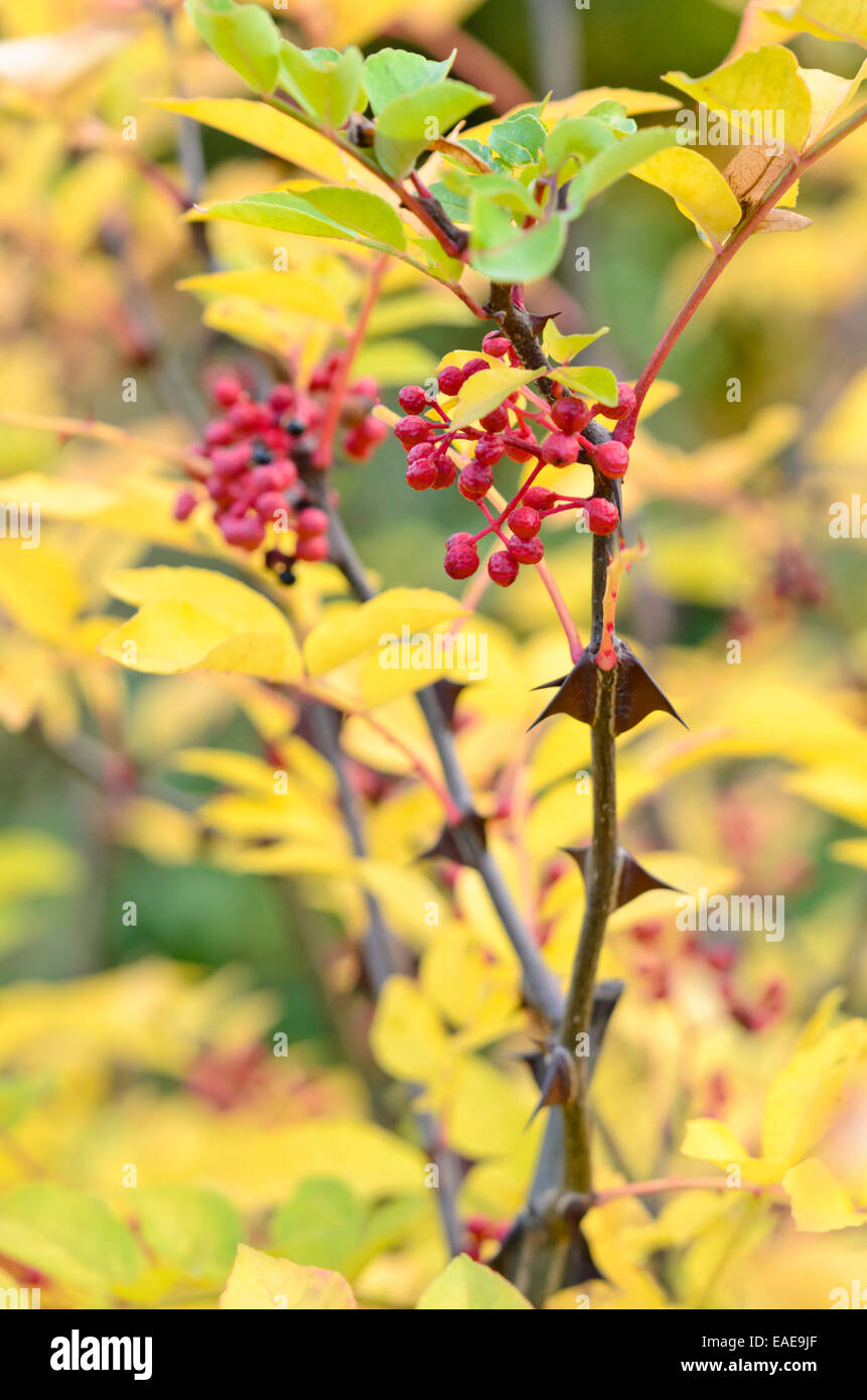 Chinese prickly-ash (Zanthoxylum simulans Stock Photo - Alamy