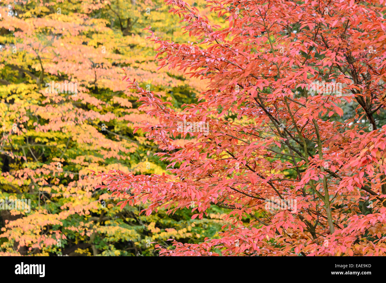 Stewartia pseudocamellia autumn hi-res stock photography and images - Alamy
