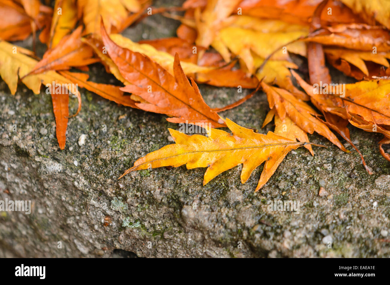 Cutleaf beech (Fagus sylvatica 'Laciniata' Stock Photo - Alamy