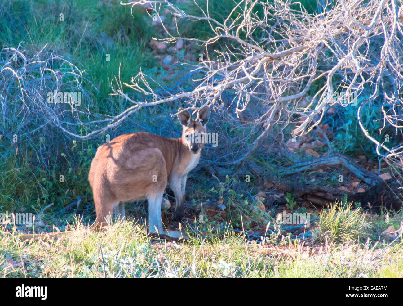 Red Kangaroo, Macropus rufus Stock Photo - Alamy