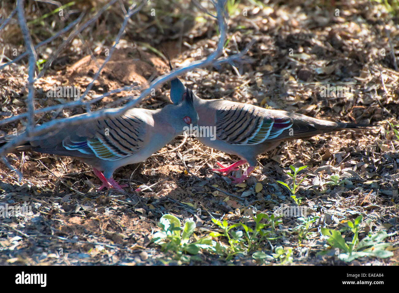 Crested pigeon geophaps lophotes hi-res stock photography and images ...
