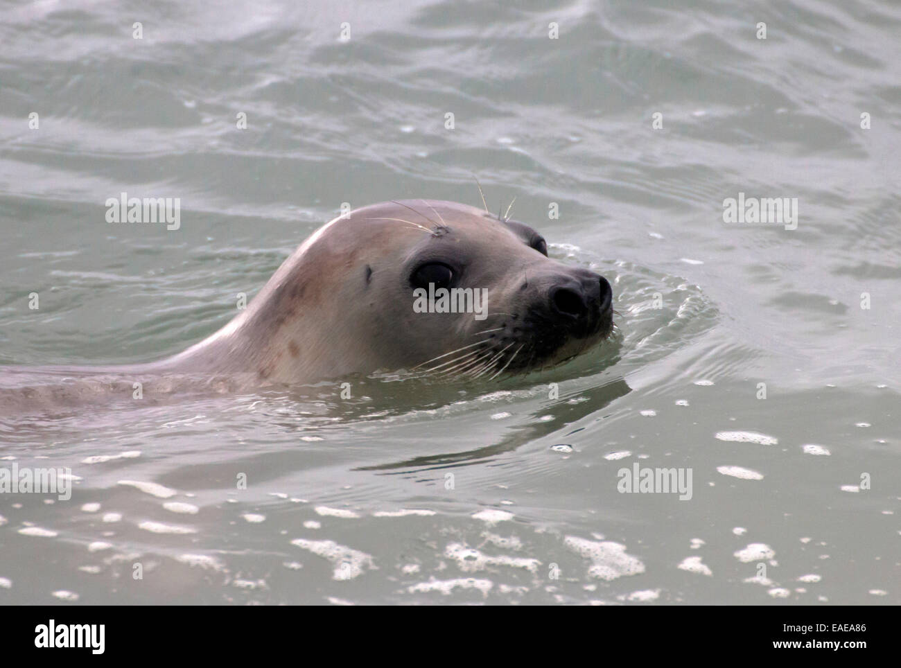 Seehund im wasser hi-res stock photography and images - Alamy