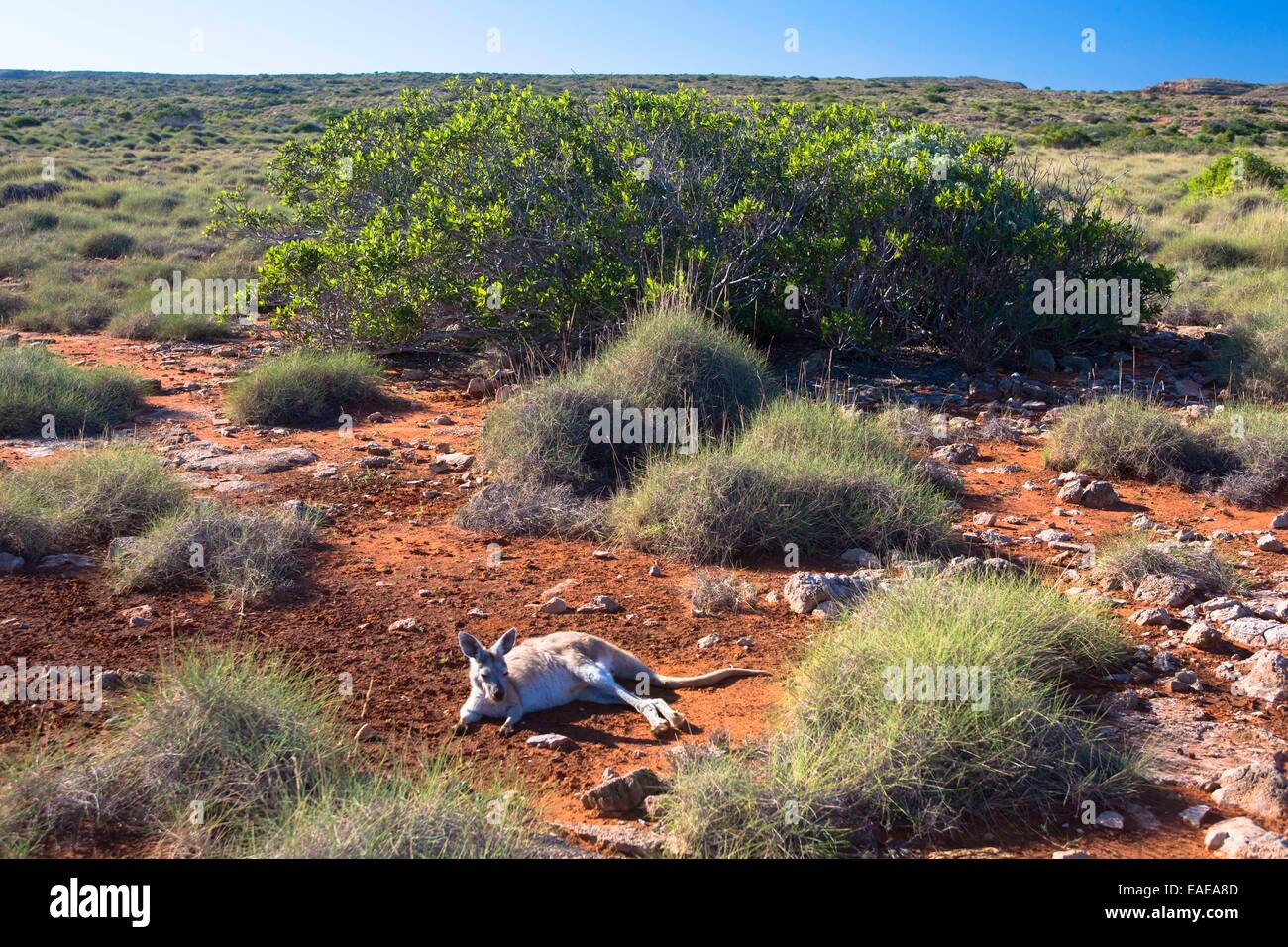 Macropus Robustus Euro Wallaroo High Resolution Stock Photography and ...