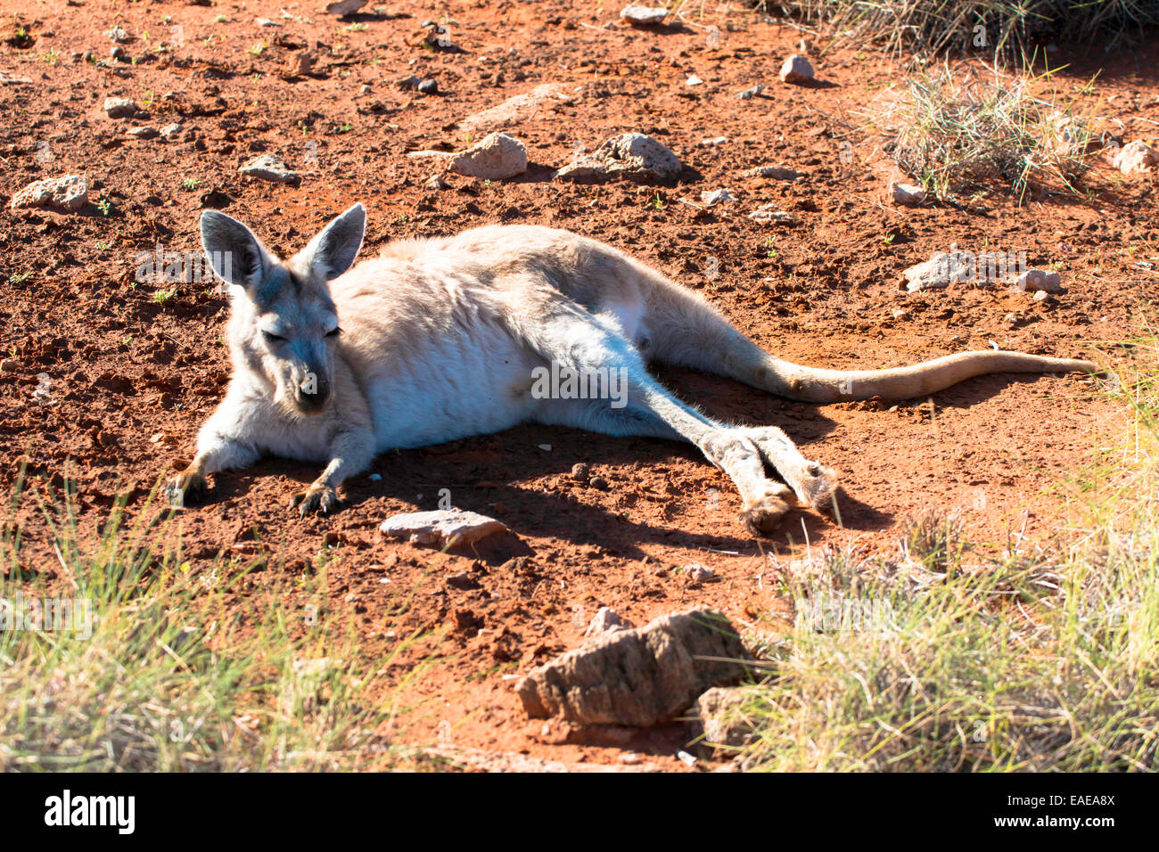 Common Wallaroo resting, Macropus robustus Stock Photo - Alamy