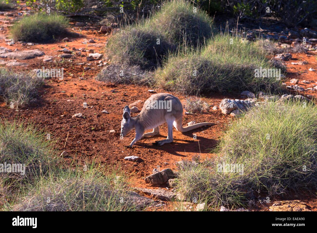 Common Wallaroo in Cape Range National Park Stock Photo - Alamy