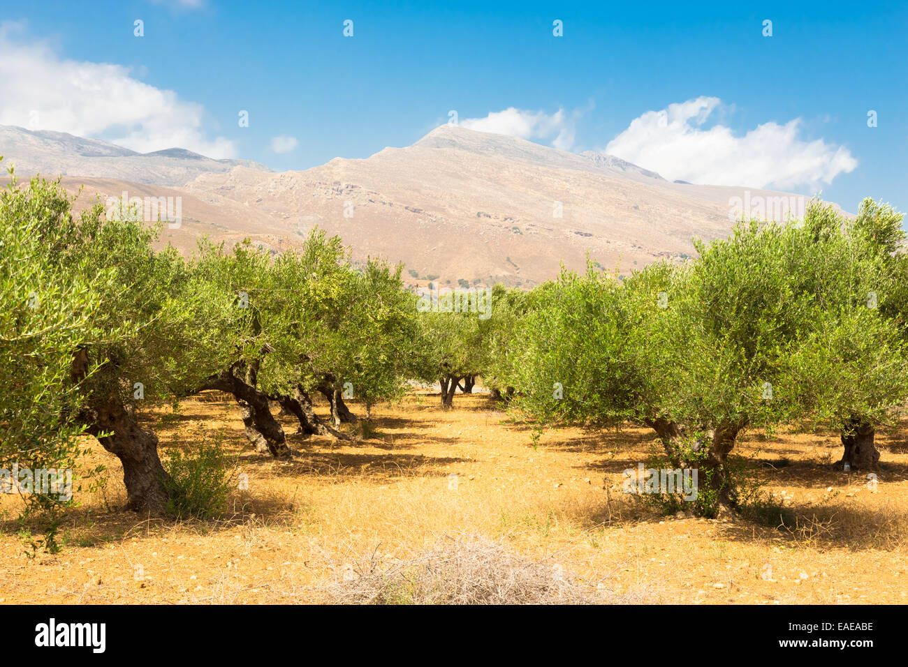 Rural olive hi-res stock photography and images - Alamy