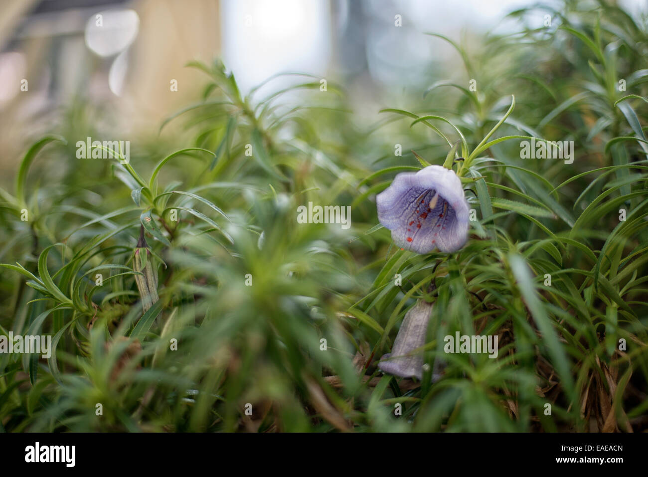 red spotted violet flower Stock Photo - Alamy