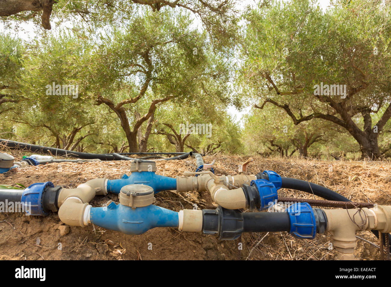 Olive tree irrigation hi-res stock photography and images - Alamy