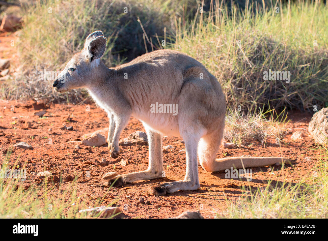 Common Wallaroo, Macropus robustus Stock Photo - Alamy
