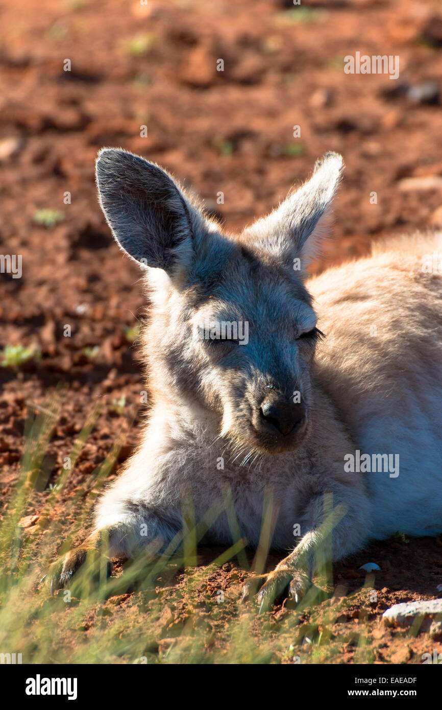 Common Wallaroo resting, Macropus robustus Stock Photo - Alamy
