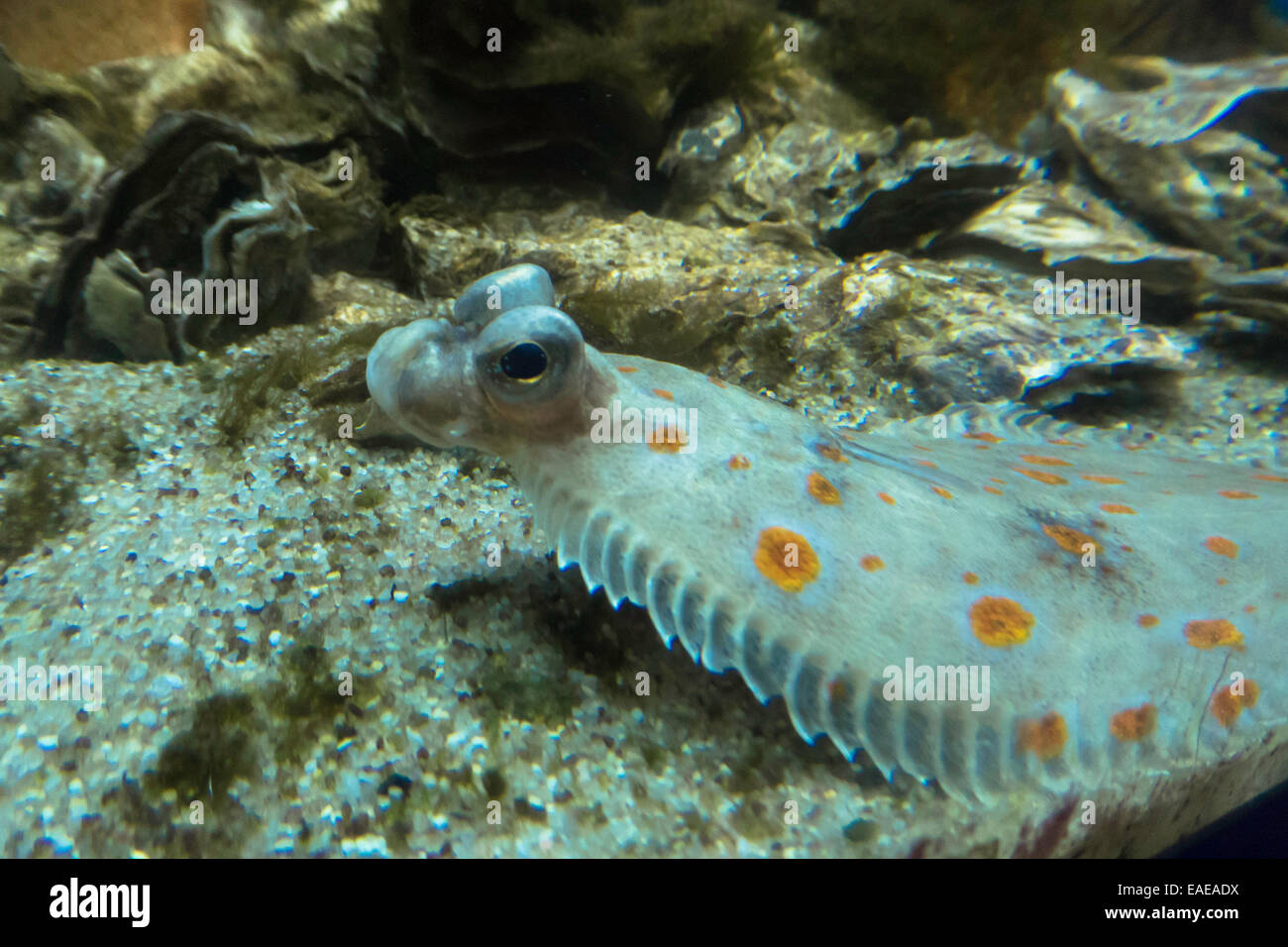 Young plaice hi-res stock photography and images - Alamy