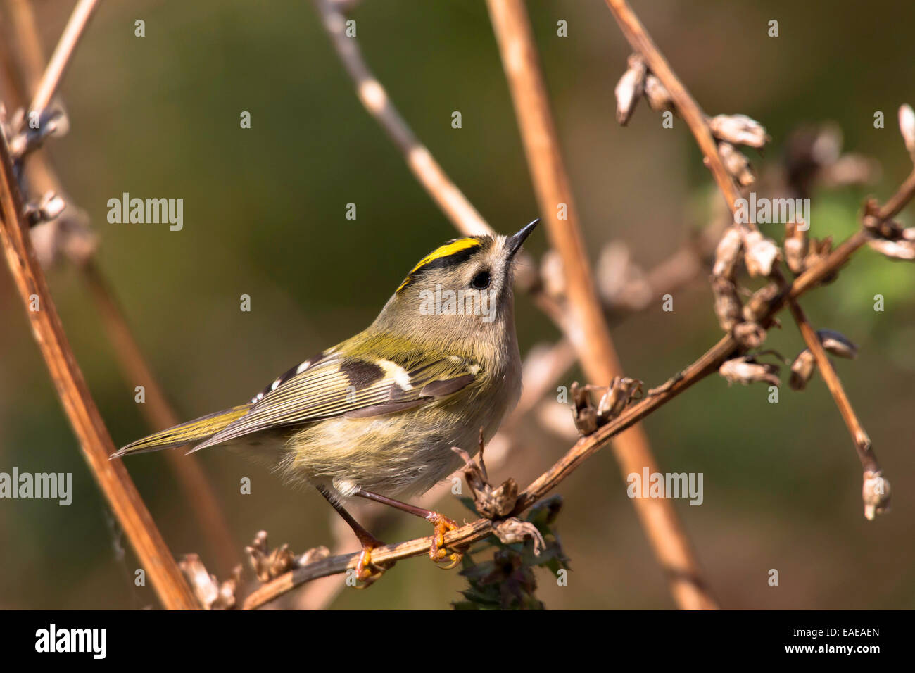 Goldcrest female, regulus regulus Stock Photo - Alamy