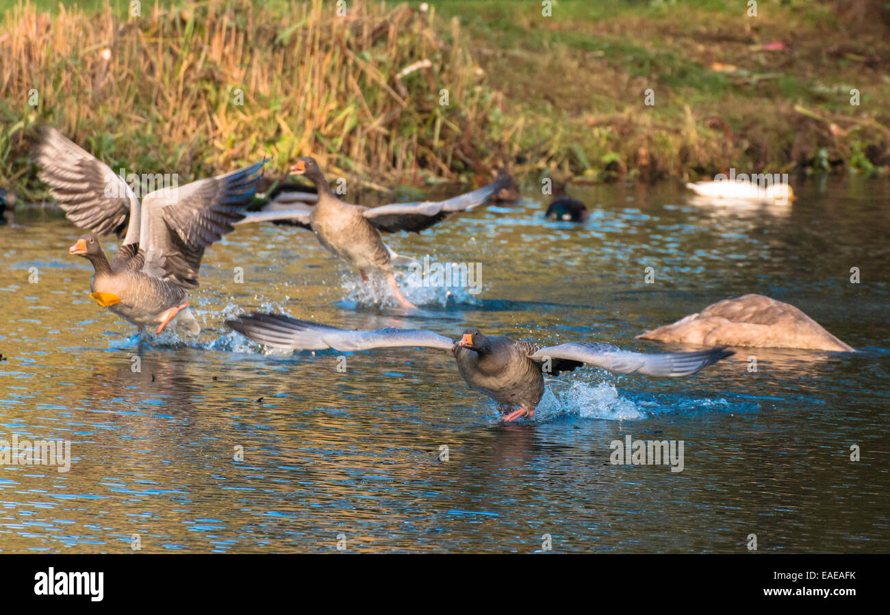 Greylag Geese start, Anser anser Stock Photo - Alamy