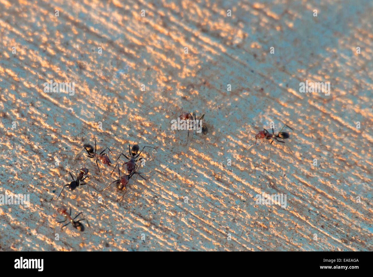 ants in morning sun Stock Photo - Alamy