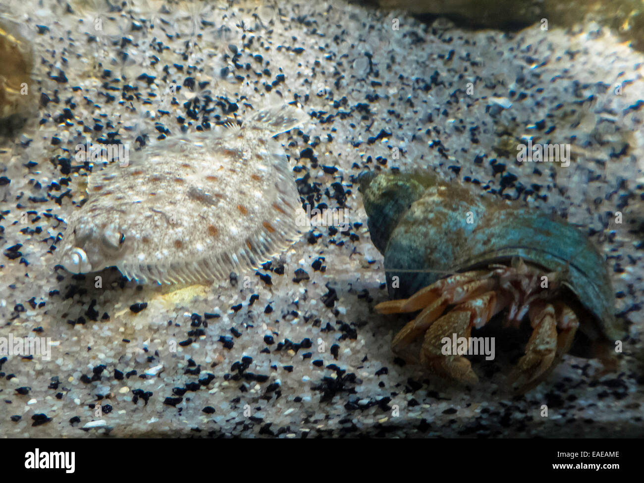 Hermit Crab and Plaice in aquarium, Eupagurus bernhardus, Pleuronectes ...