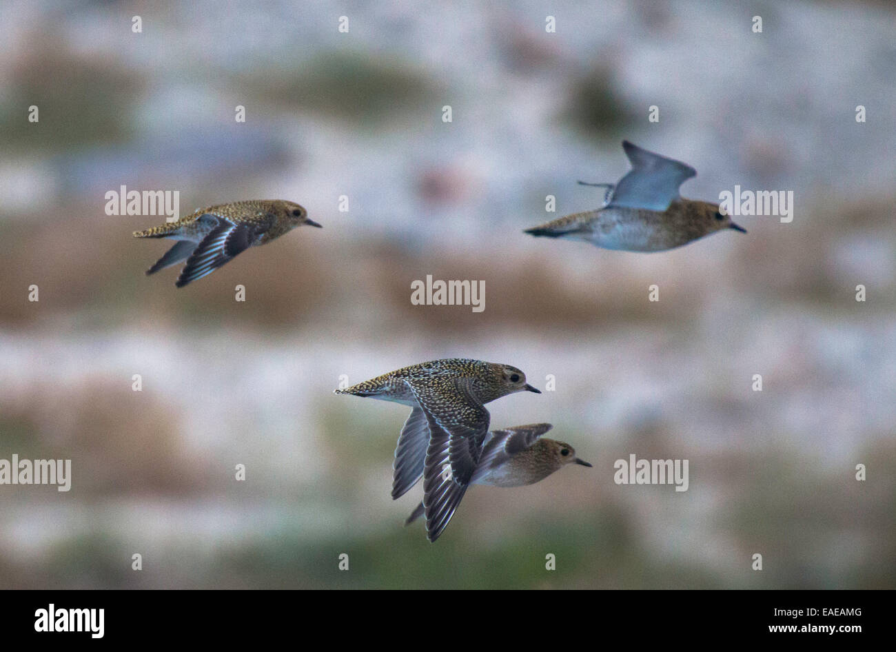 Golden Plovers in flight, Pluvialis apricaria Stock Photo - Alamy