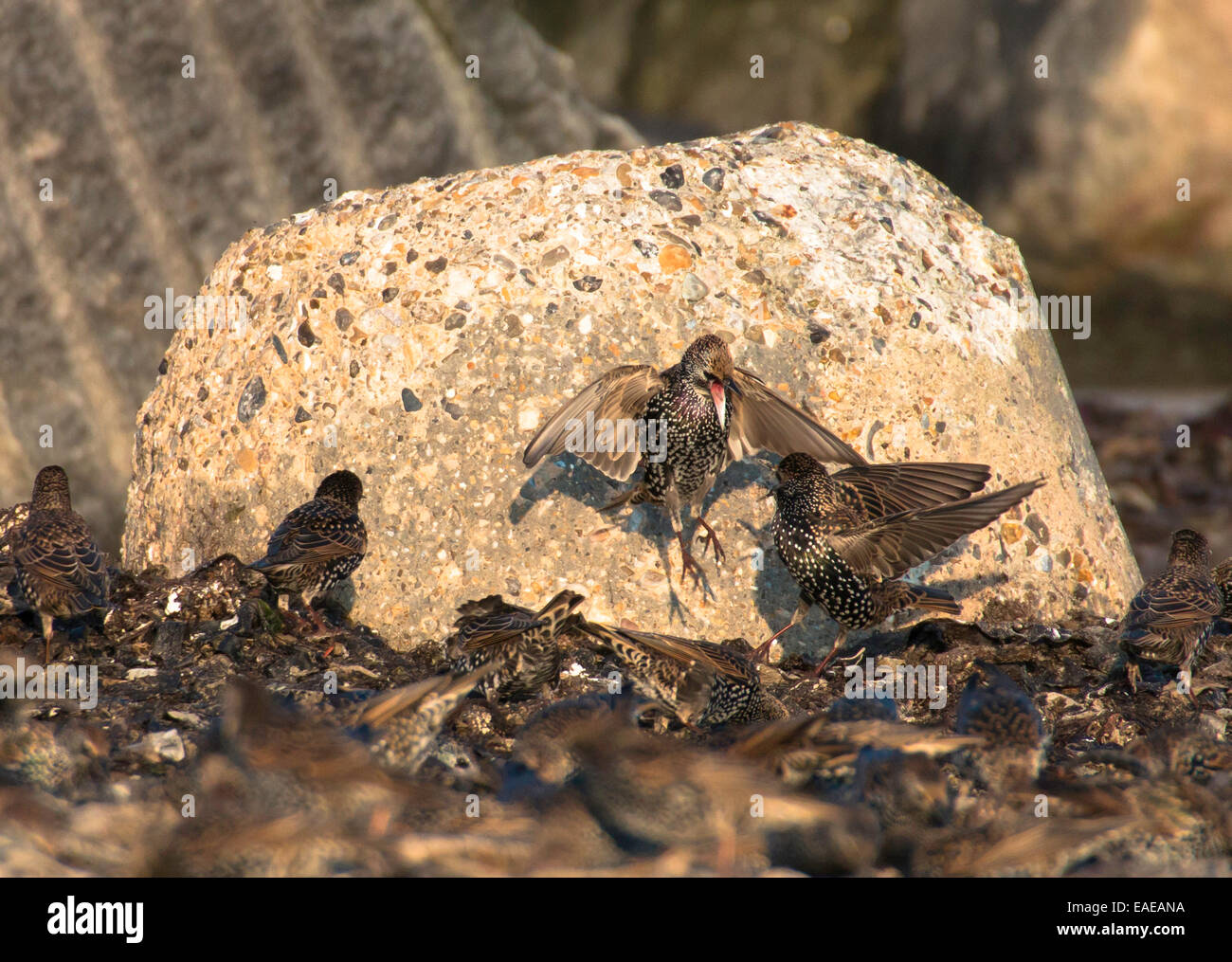 Kampfhandlungen High Resolution Stock Photography and Images - Alamy