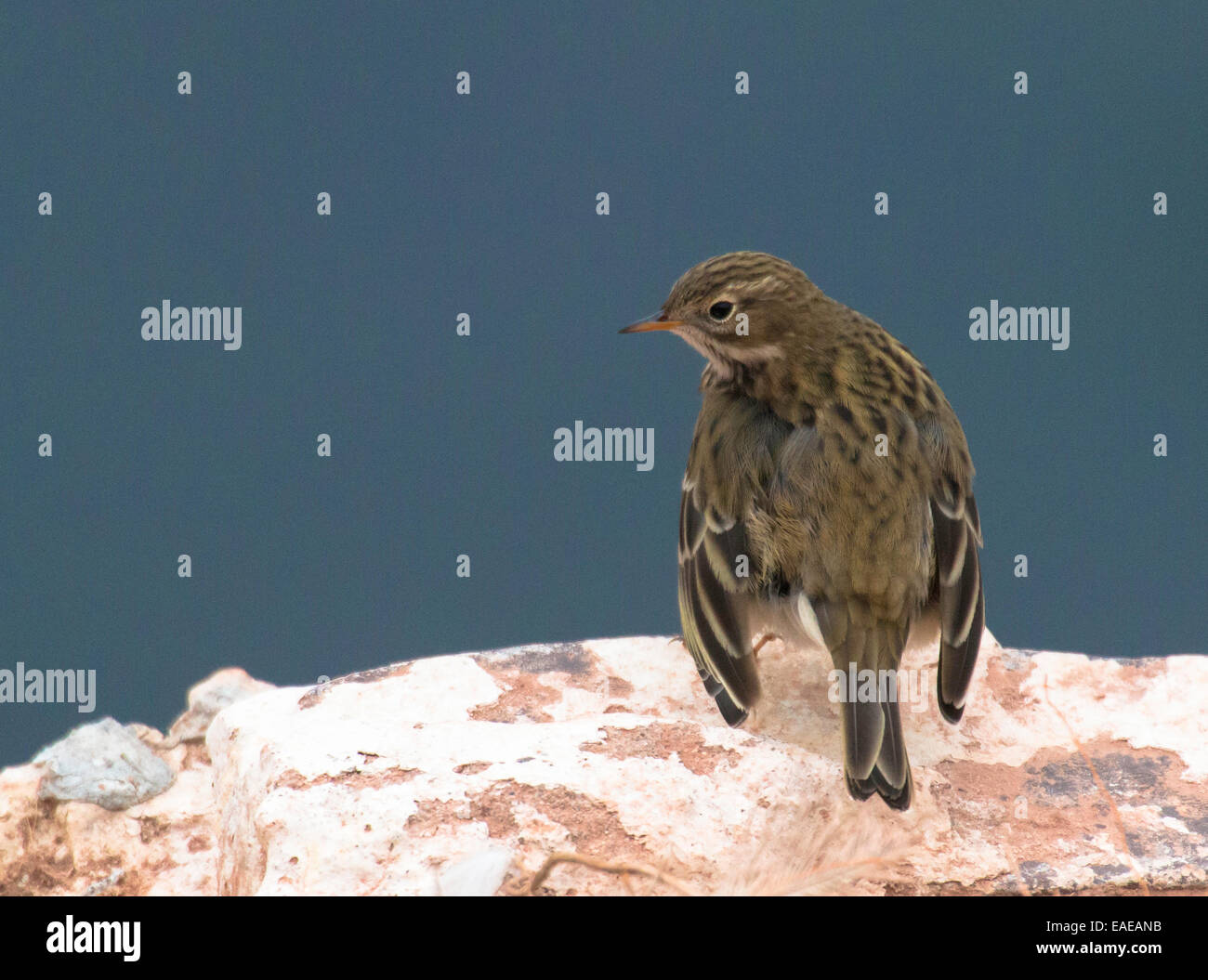 Meadow Pipit, Anthus pratensis Stock Photo - Alamy
