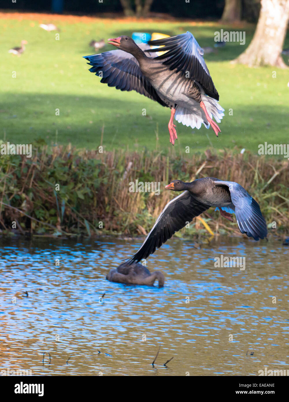 Greylag Geese start, Anser anser Stock Photo - Alamy