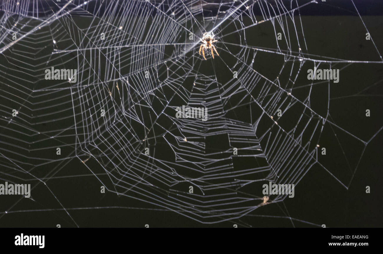 cobwebs on street light Stock Photo - Alamy