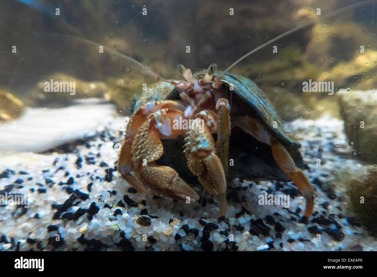 Hermit Crab in aquarium, Eupagurus bernhardus Stock Photo - Alamy