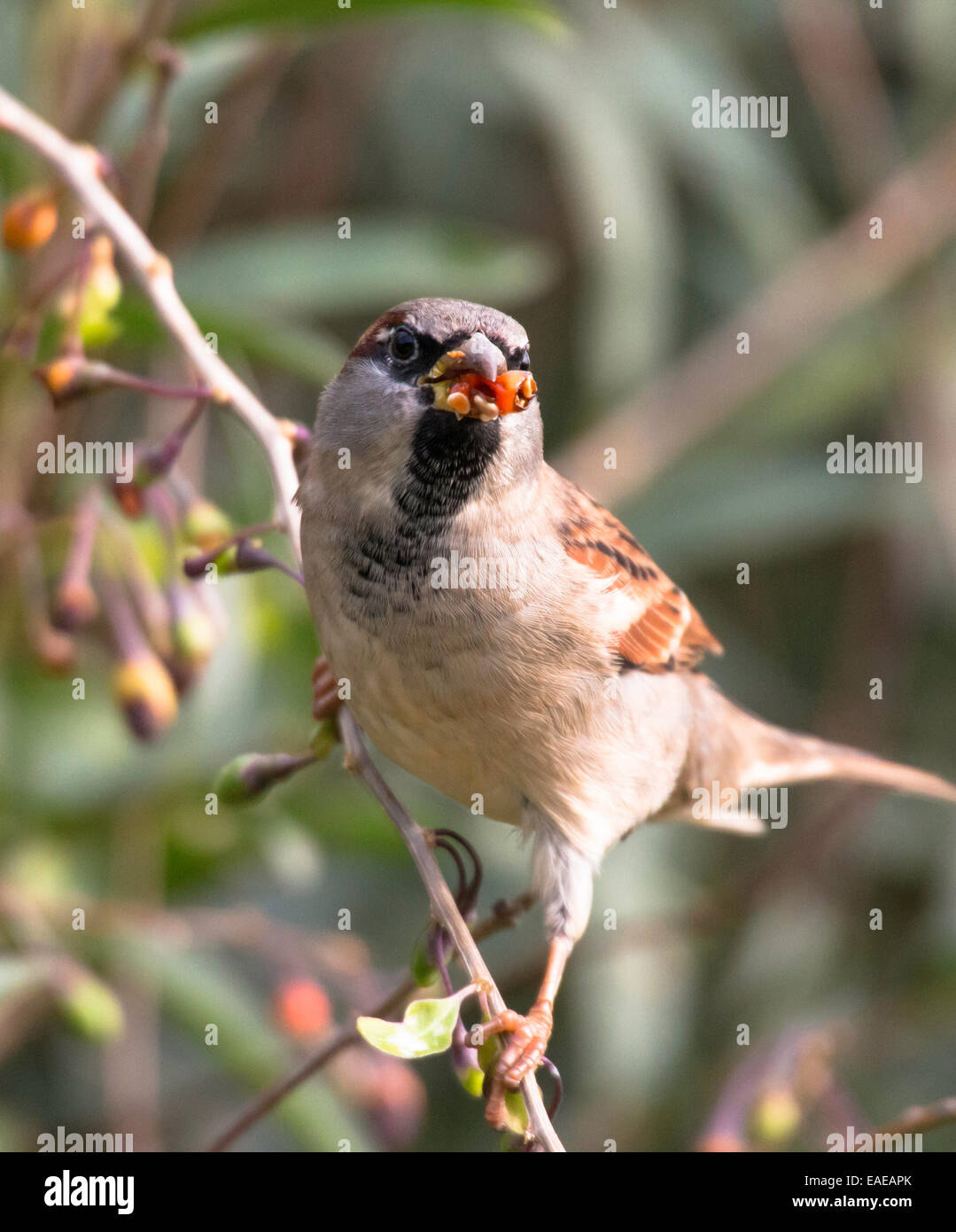 House Sparrow in Matrimony Vine, Passer domesticus, Lycium barbarum ...