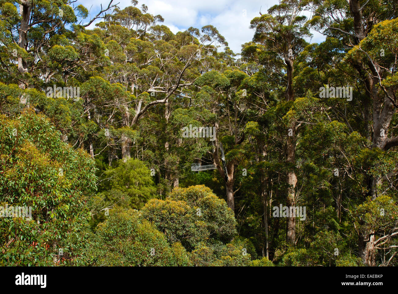 Tingle Trees,Forests,Tingle Tree Top Walk,Southern most tip of ...