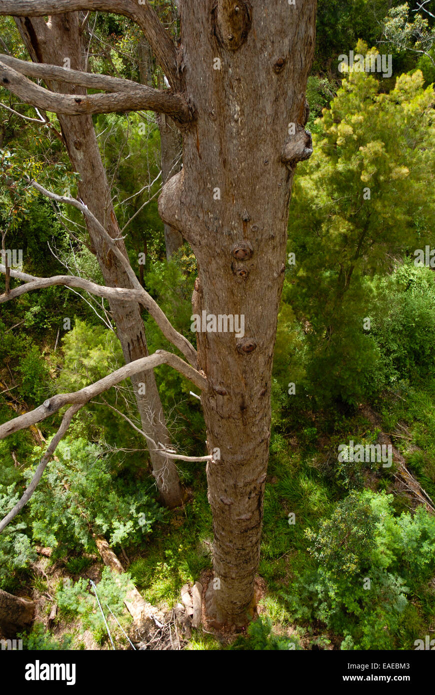 Tingle Trees,Forests,Tingle Tree Top Walk,Southern most tip of ...