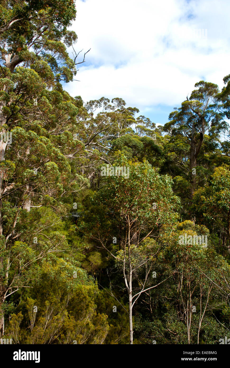 Tingle Trees,Forests,Tingle Tree Top Walk,Southern most tip of ...