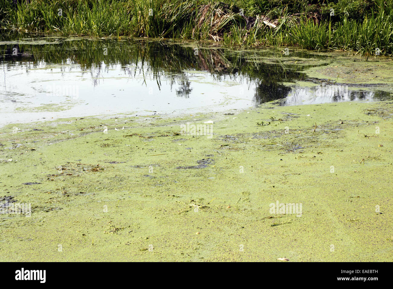 Algae on a pond Stock Photo - Alamy