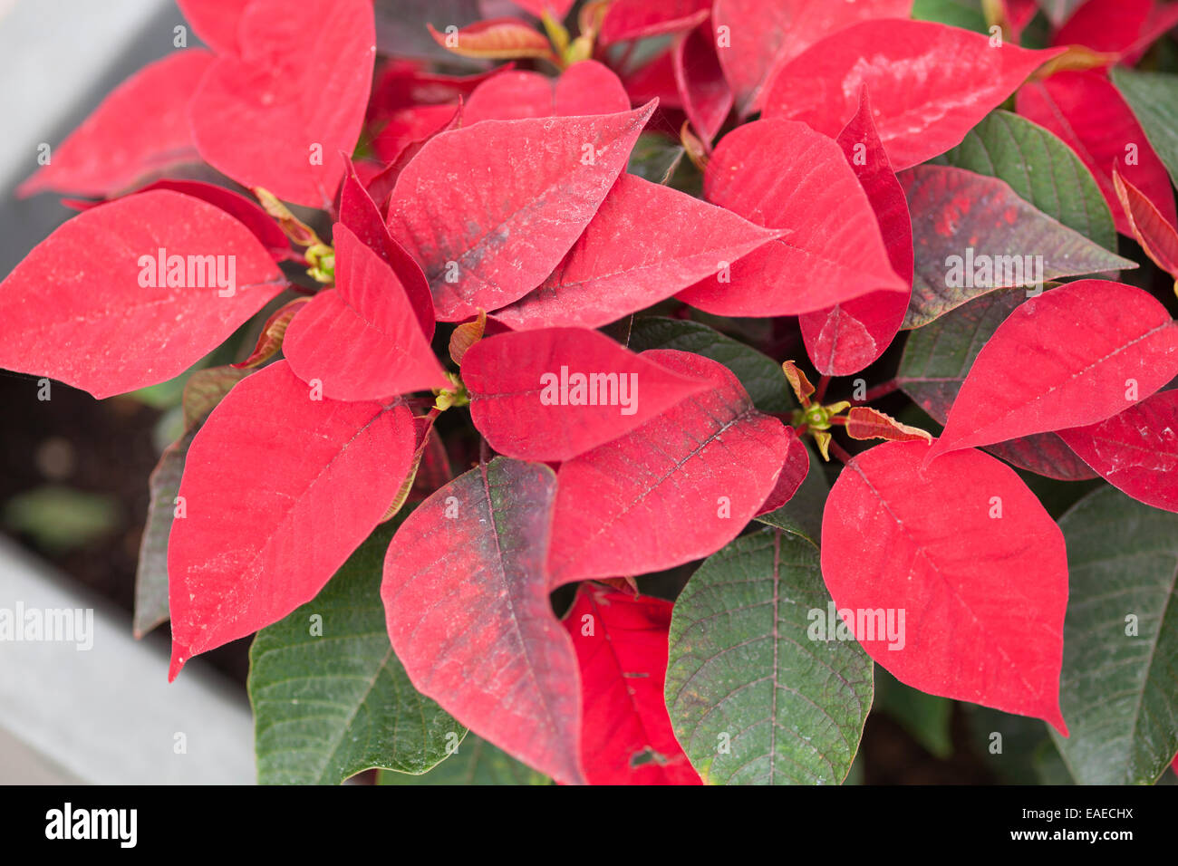 Adobe pot hi-res stock photography and images - Alamy