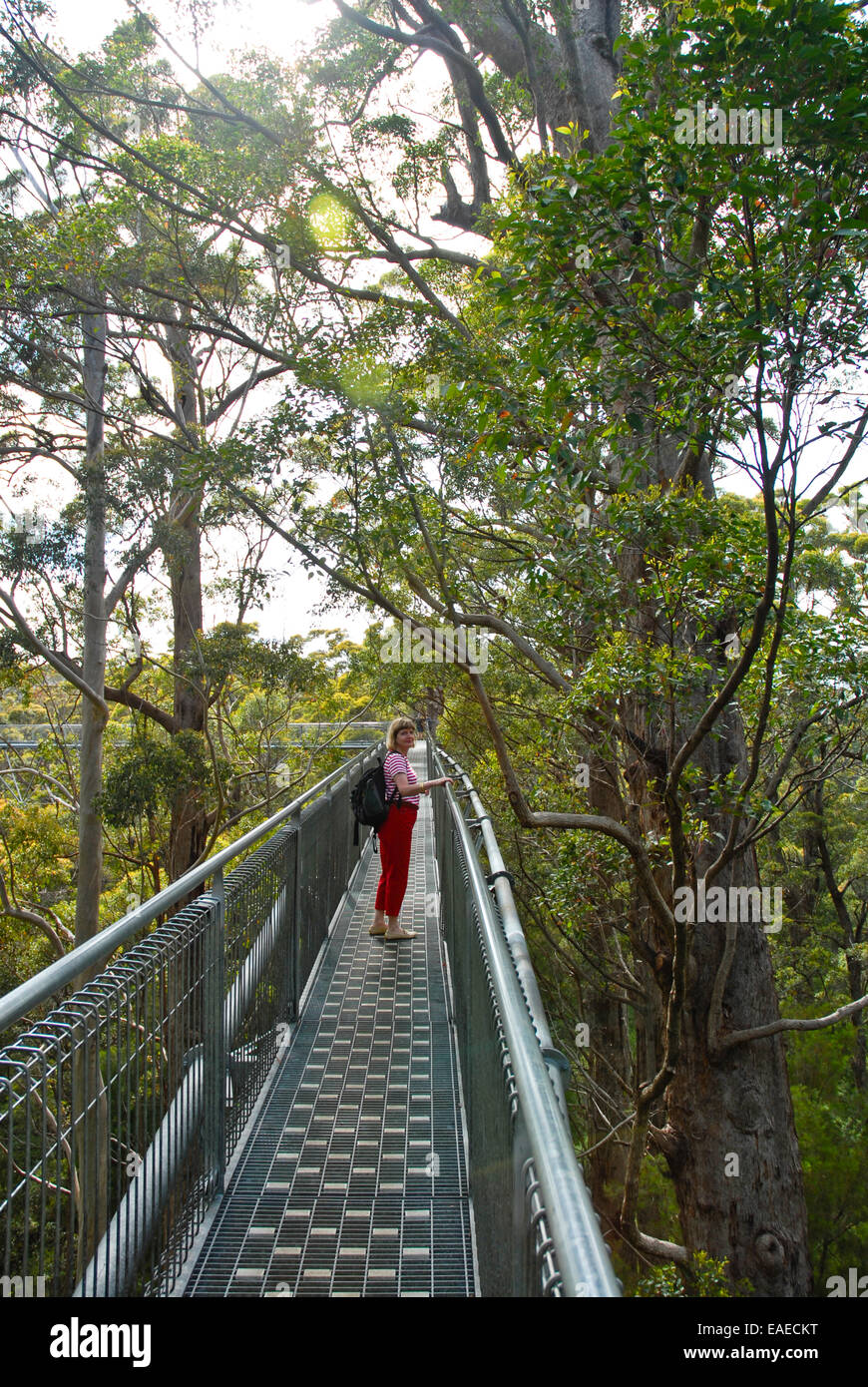 Tingle Trees,Forests,Tingle Tree Top Walk,Southern most tip of ...